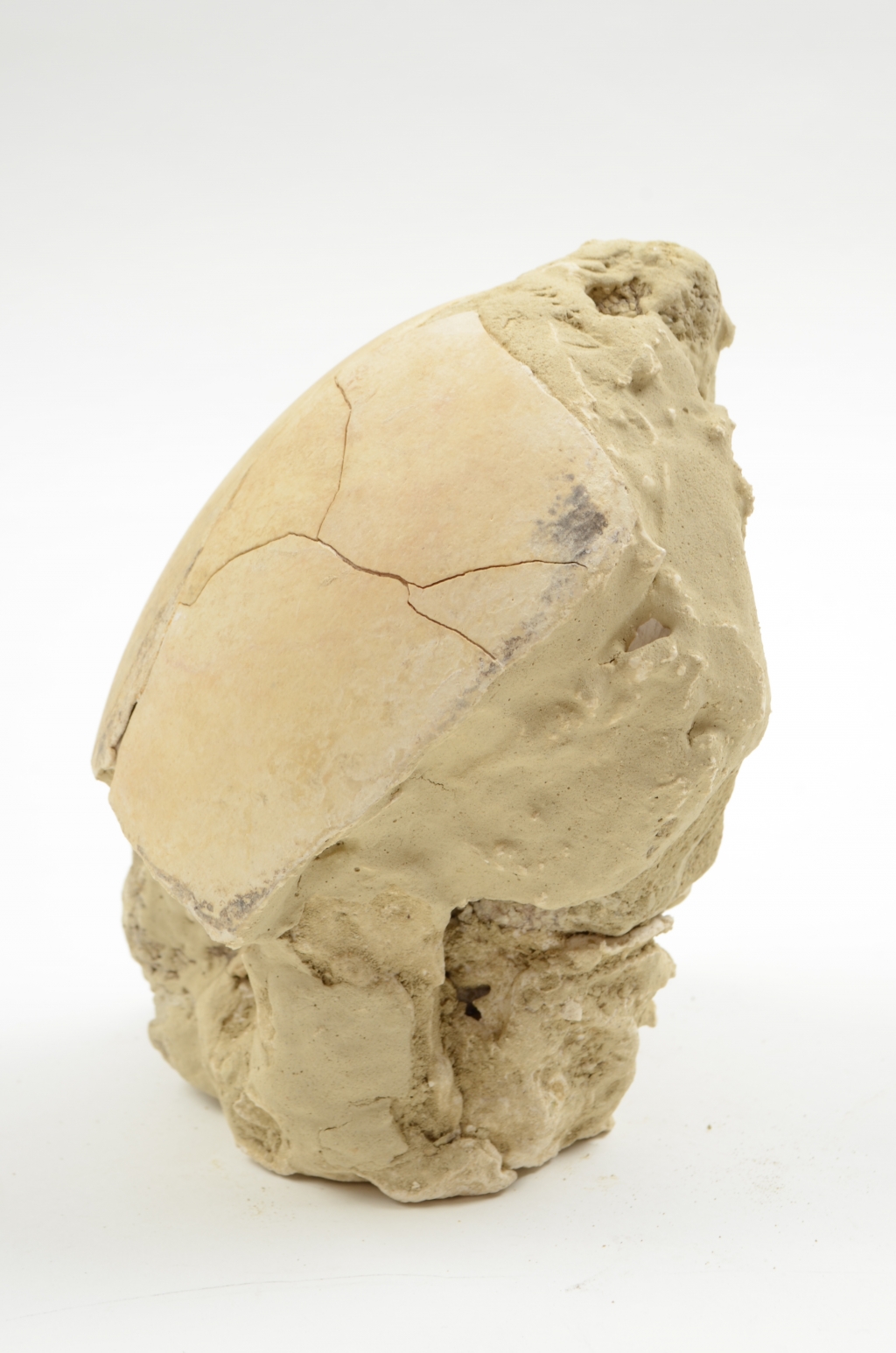 Moa Dinornithiformes Moa Eggshell Fragment Av7400 Tūhura Otago Museum